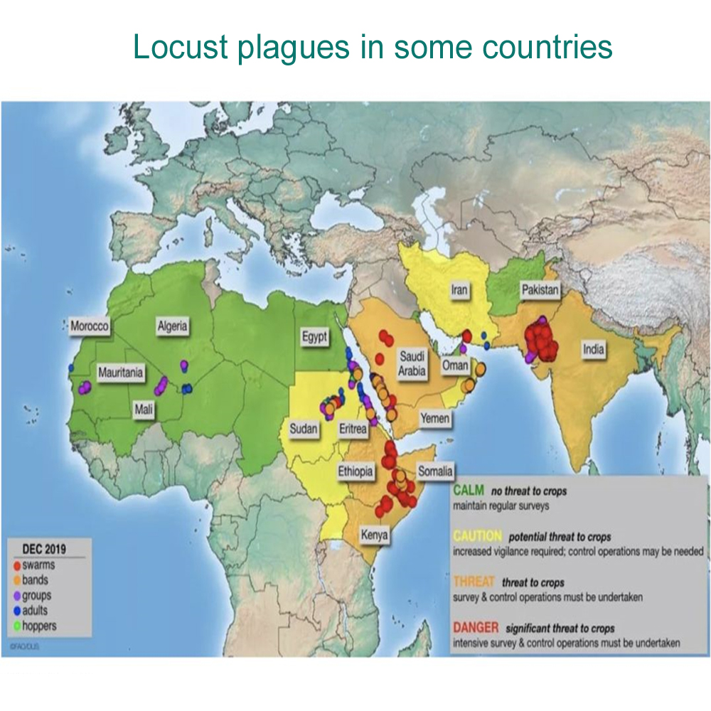 COVID Locust plague Great famine and dal mill - Shining