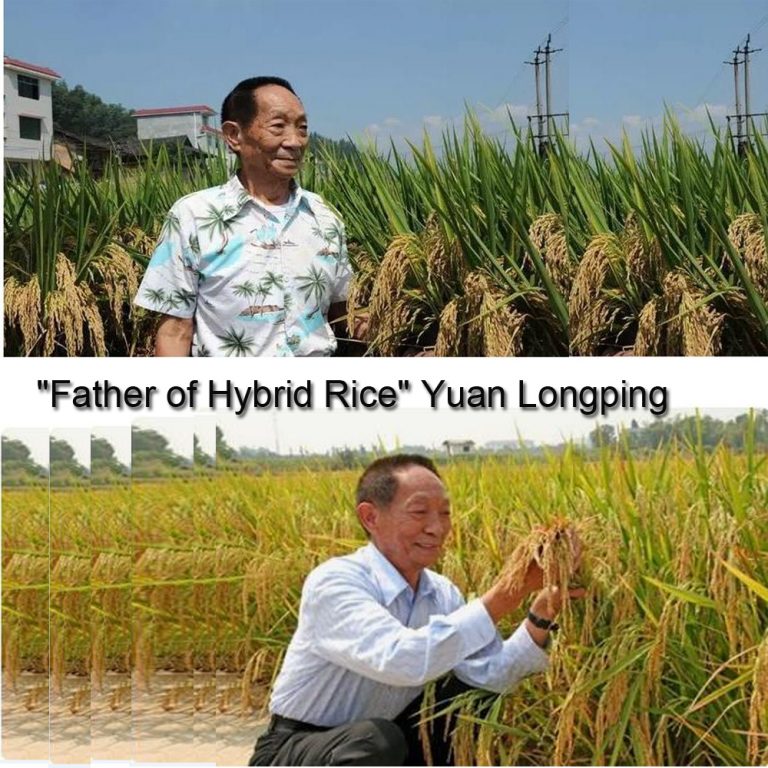 "Father of Hybrid Rice" Yuan Longping solves world hunger，food security